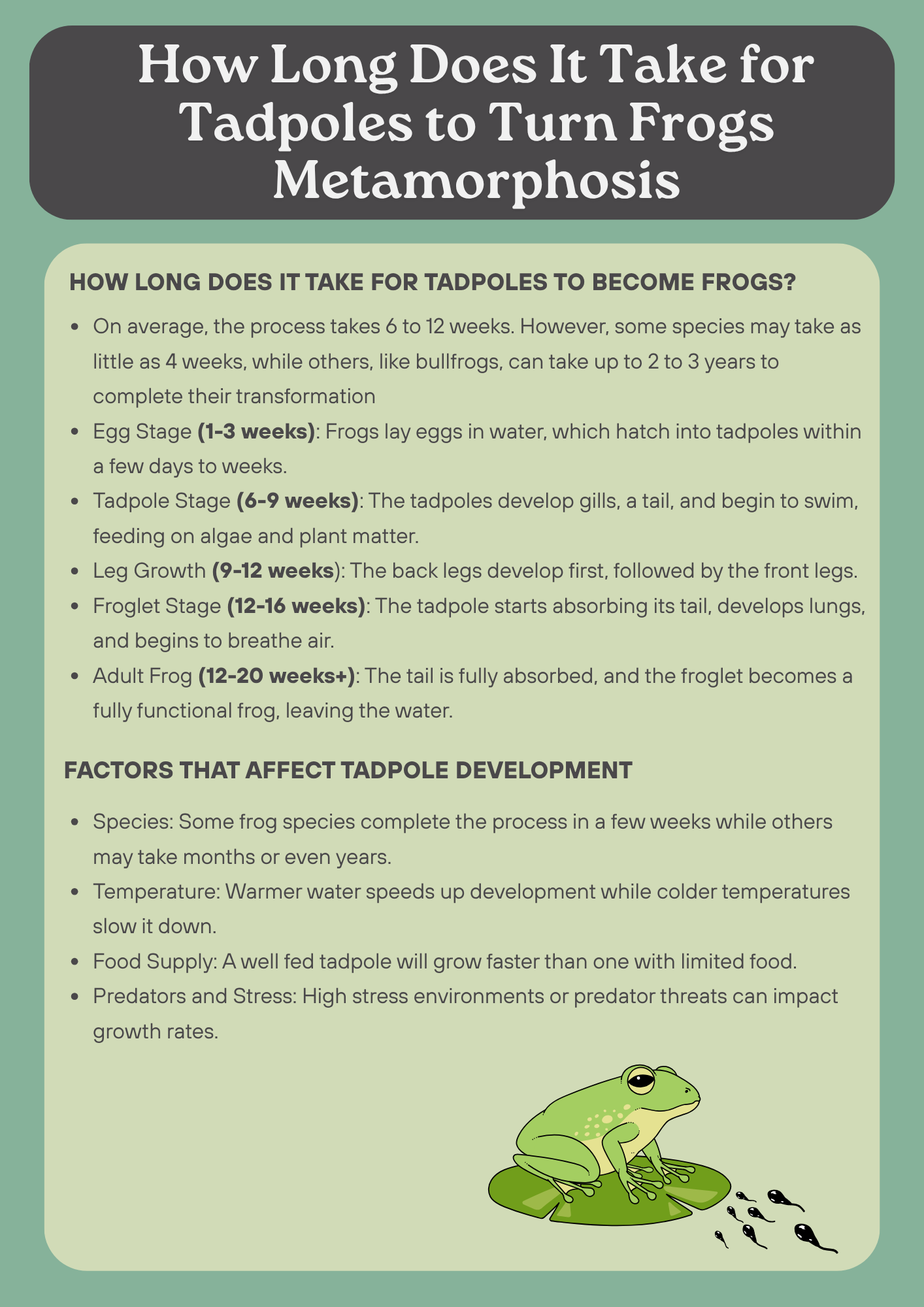 How Long Does It Take for Tadpoles to Turn Frogs