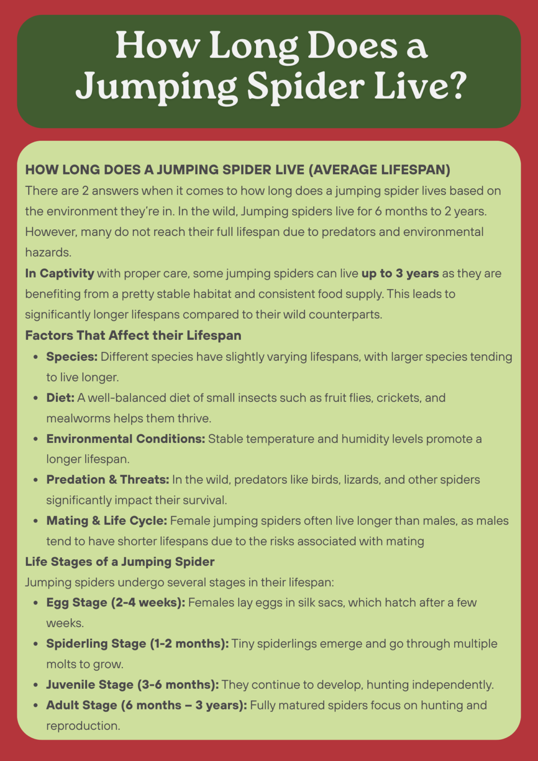 How Long Does a Jumping Spider Live? - Bug Basics