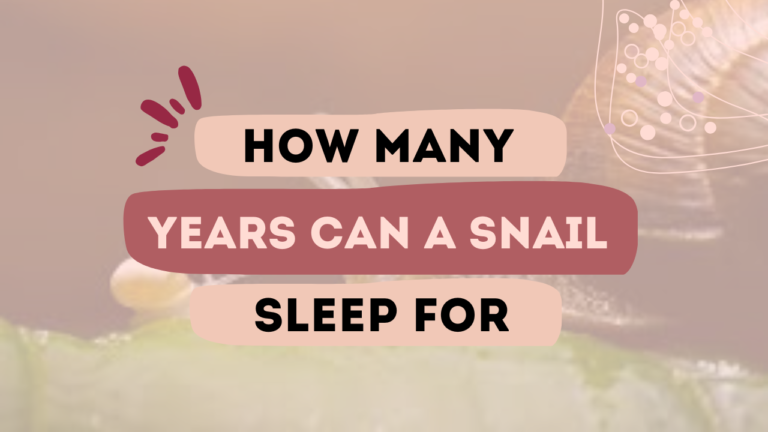 How Many Years Can a Snail Sleep For? - Bug Basics