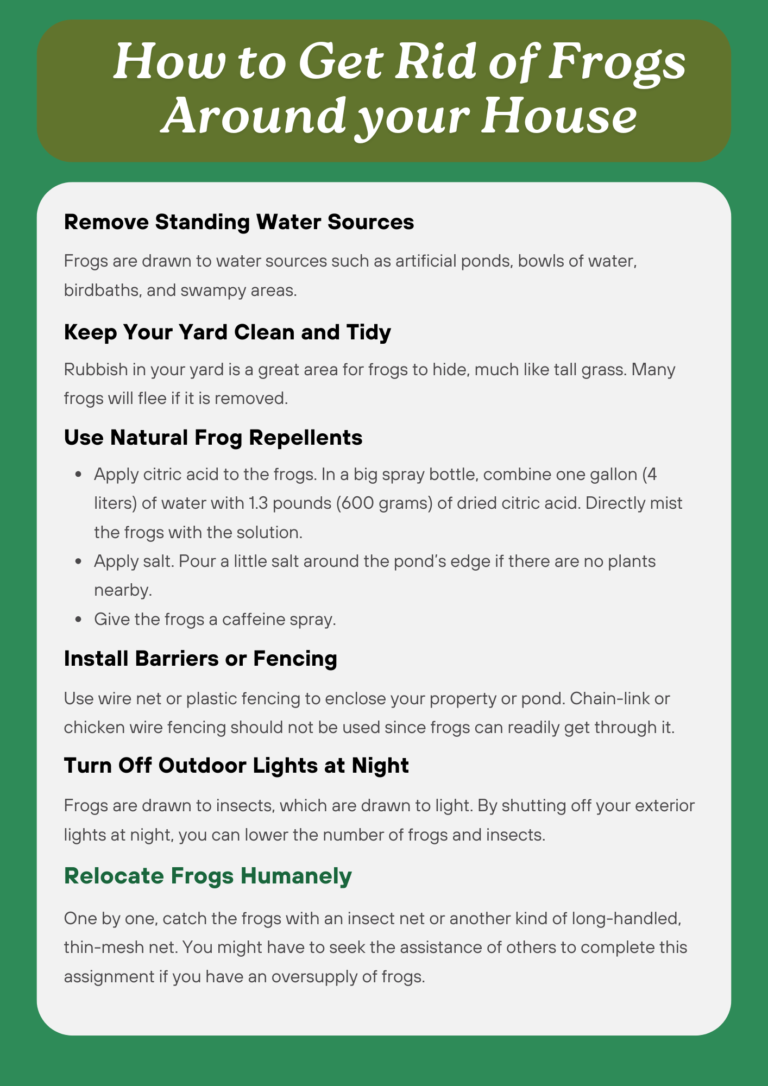 How to Get Rid of Frogs Around your House - Bug Basics