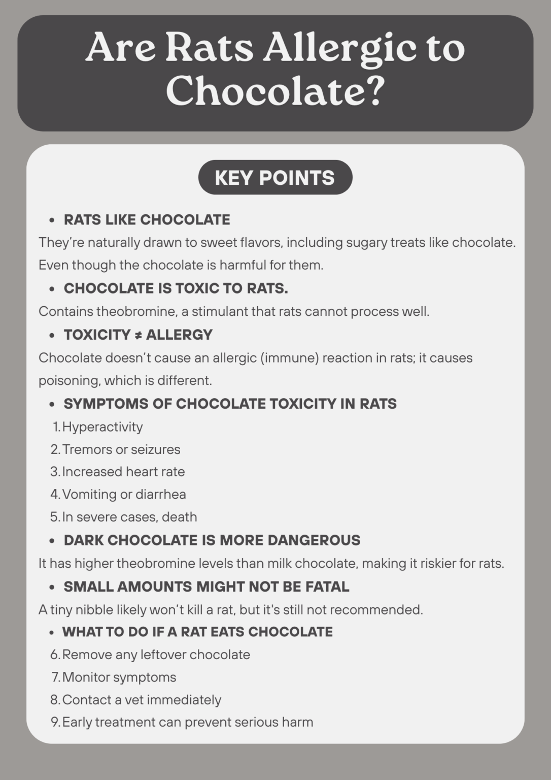 Are Rats Allergic to Chocolate? 2025 - Bug Basics