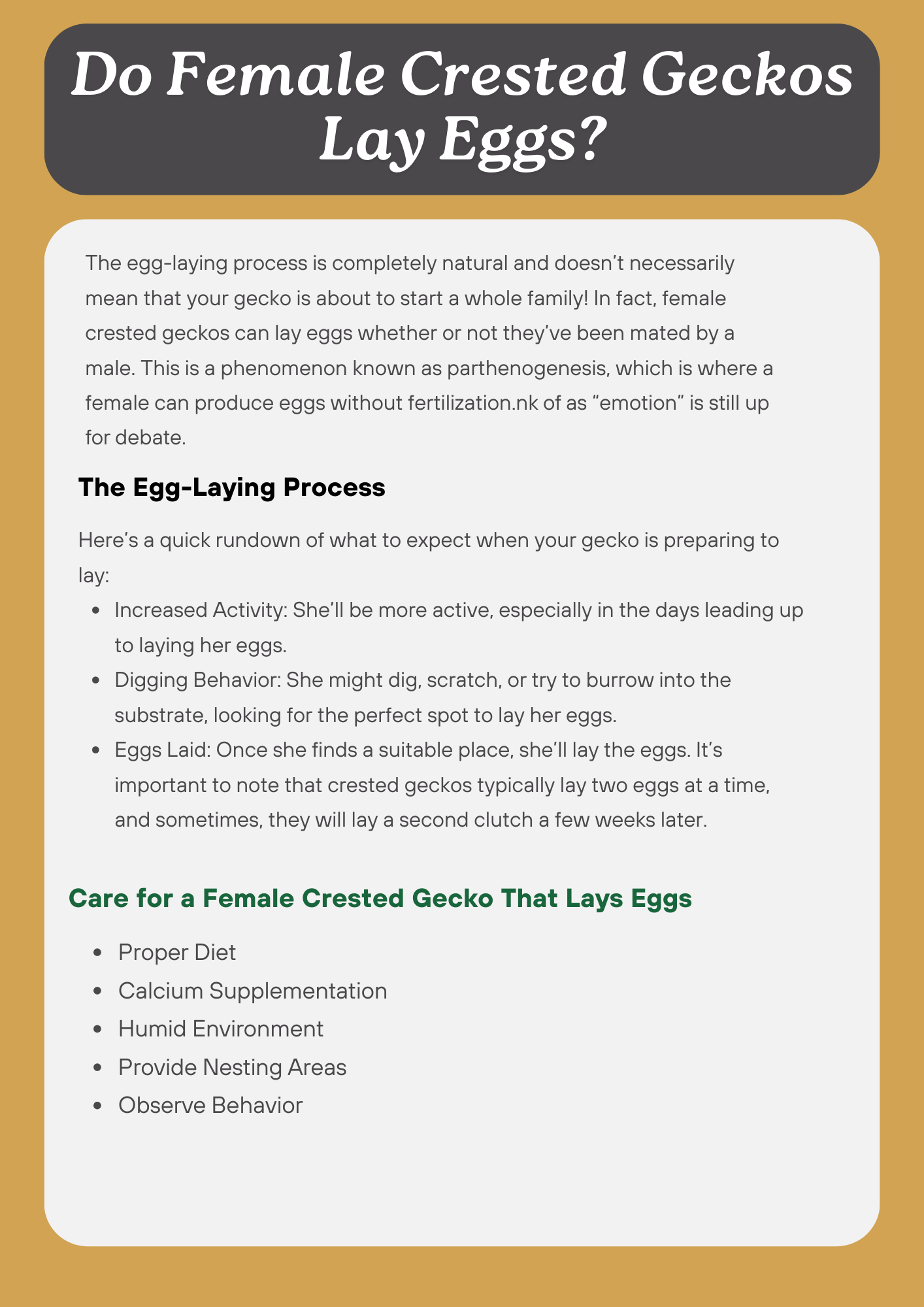 Do Female Crested Geckos Lay Eggs? 2025