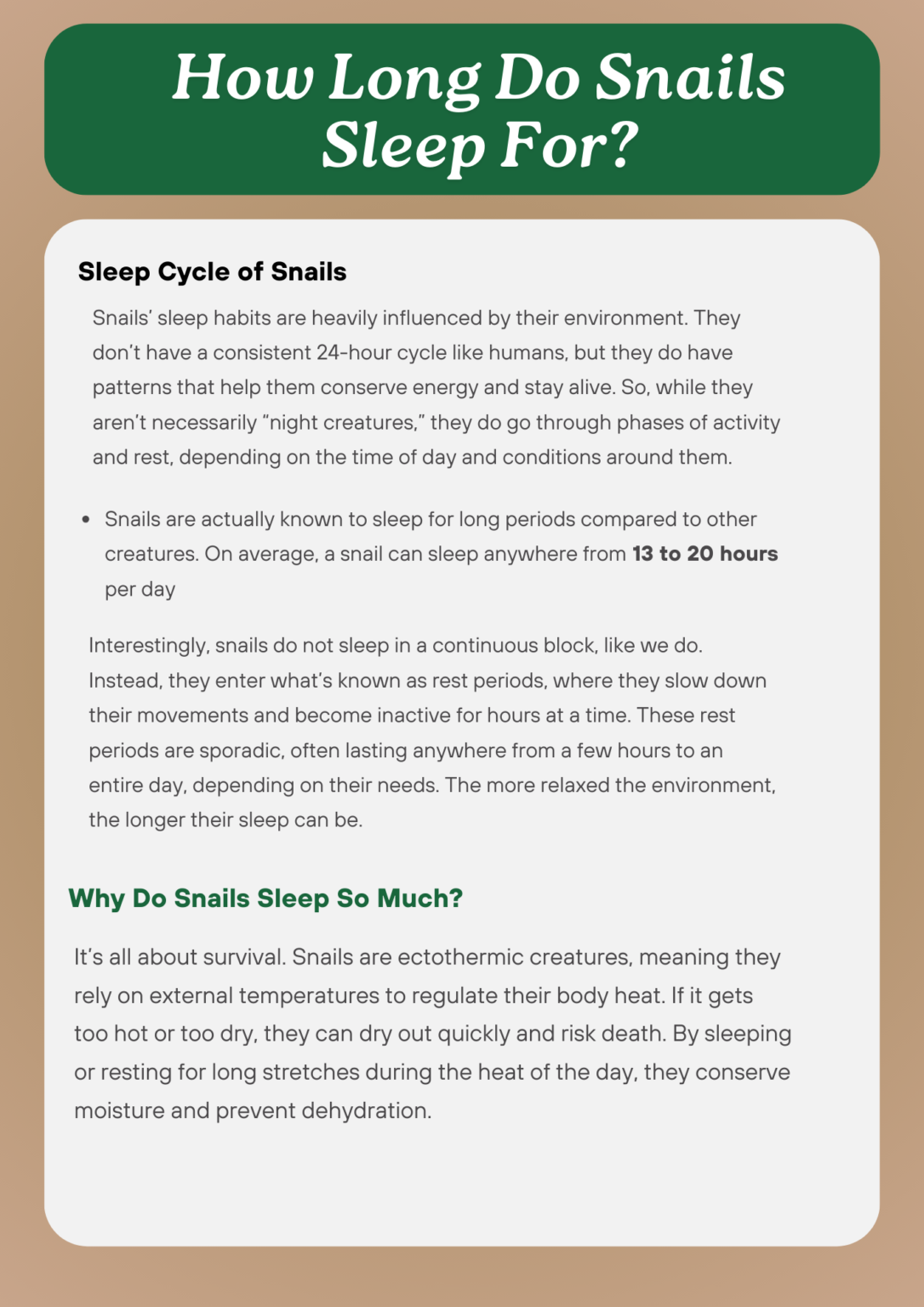 How Long Do Snails Sleep For? Let's Discover 2025