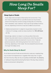 How Long Do Snails Sleep For? Let's Discover 2025