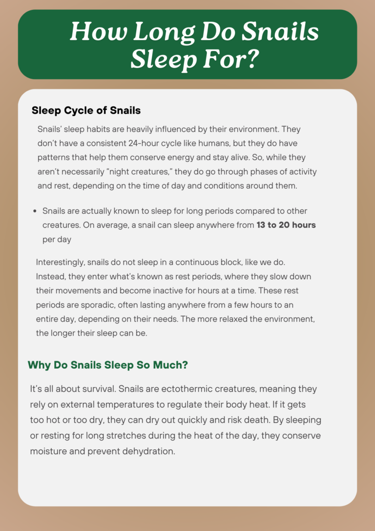 How Long Do Snails Sleep For? Let's Discover 2025