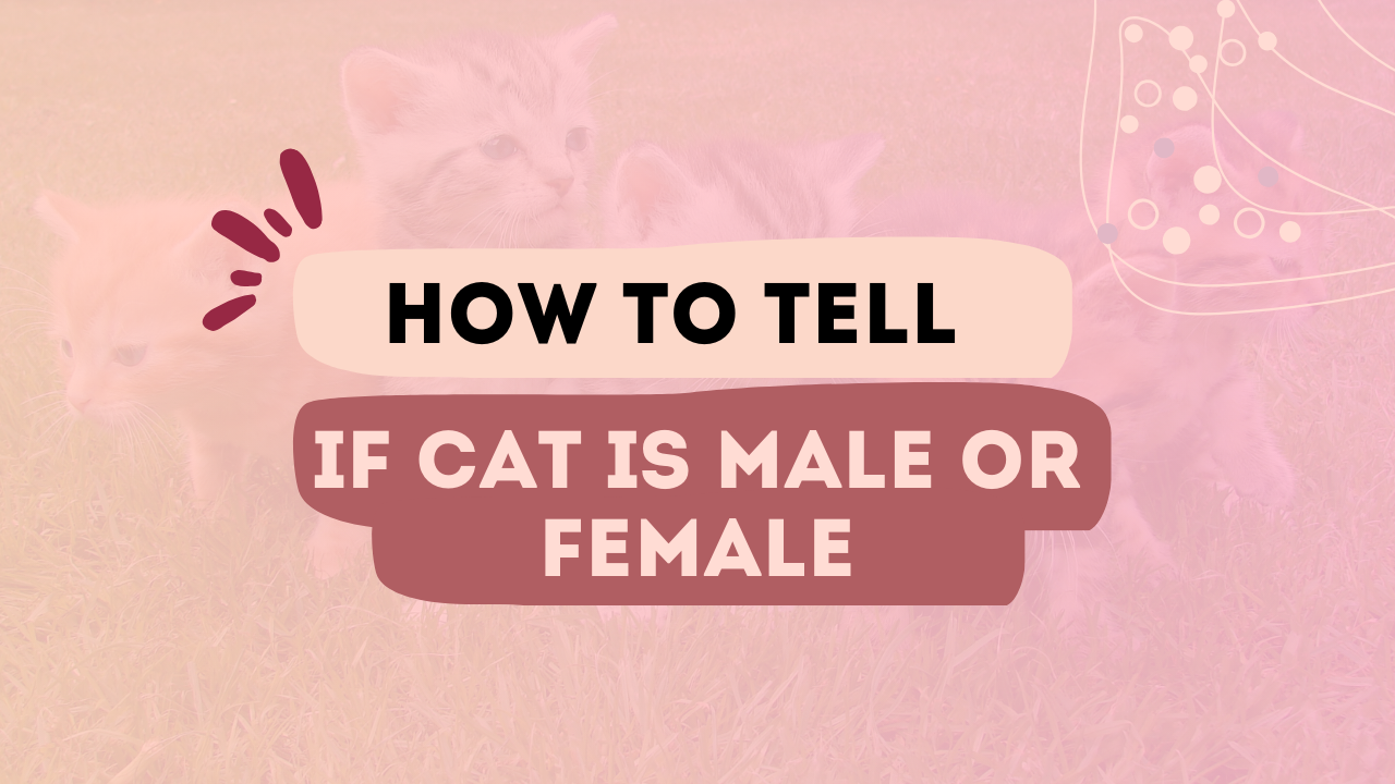 How to Tell if a Cat is Male or Female - Bug Basics