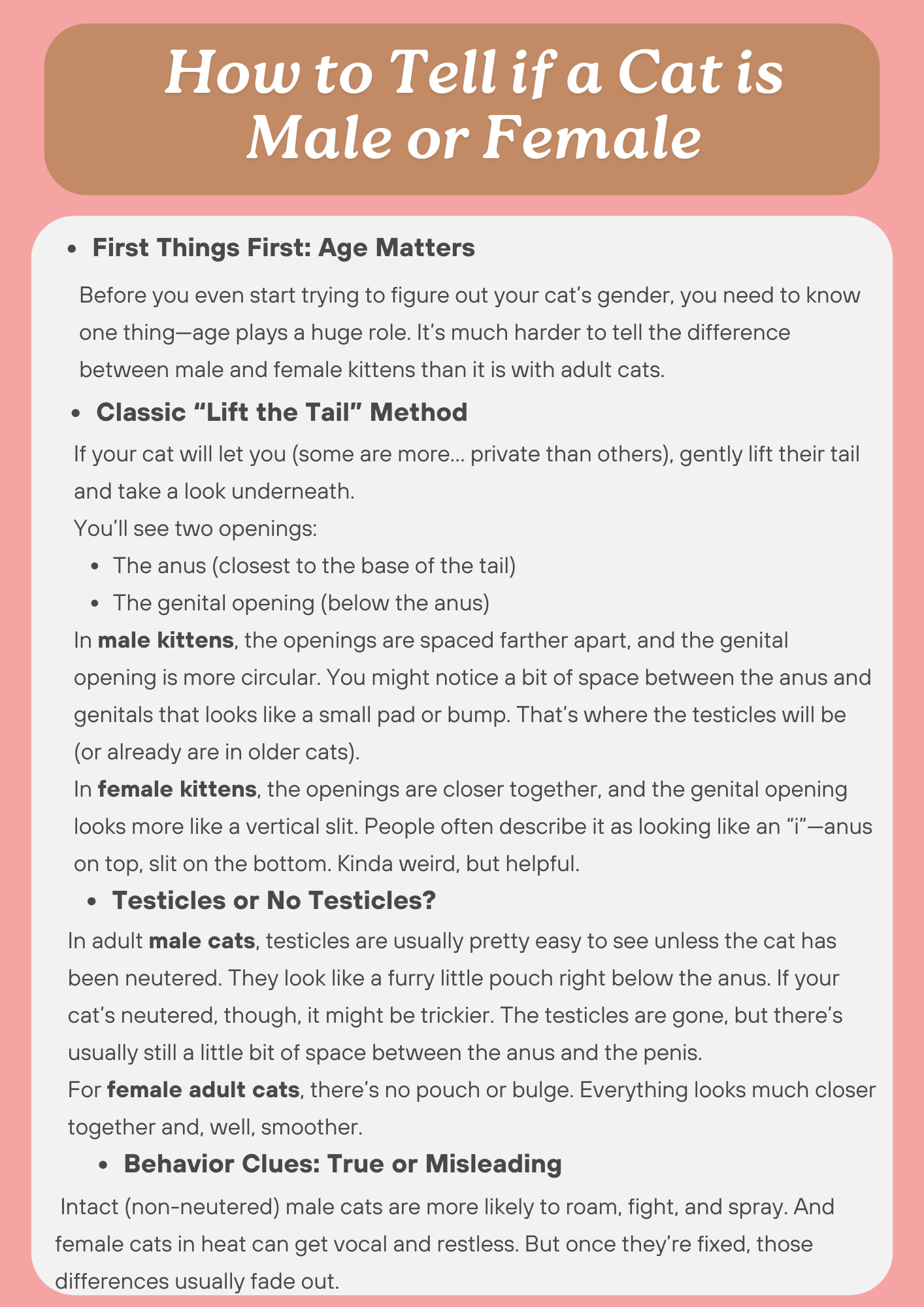 How to Tell if a Cat is Male or Female - Bug Basics