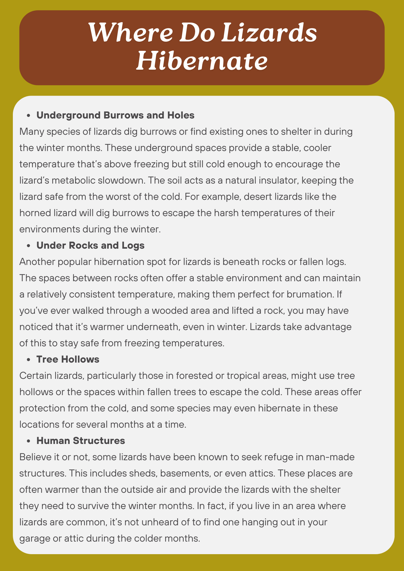 Where Do Lizards Hibernate? Lets Discover (2025)