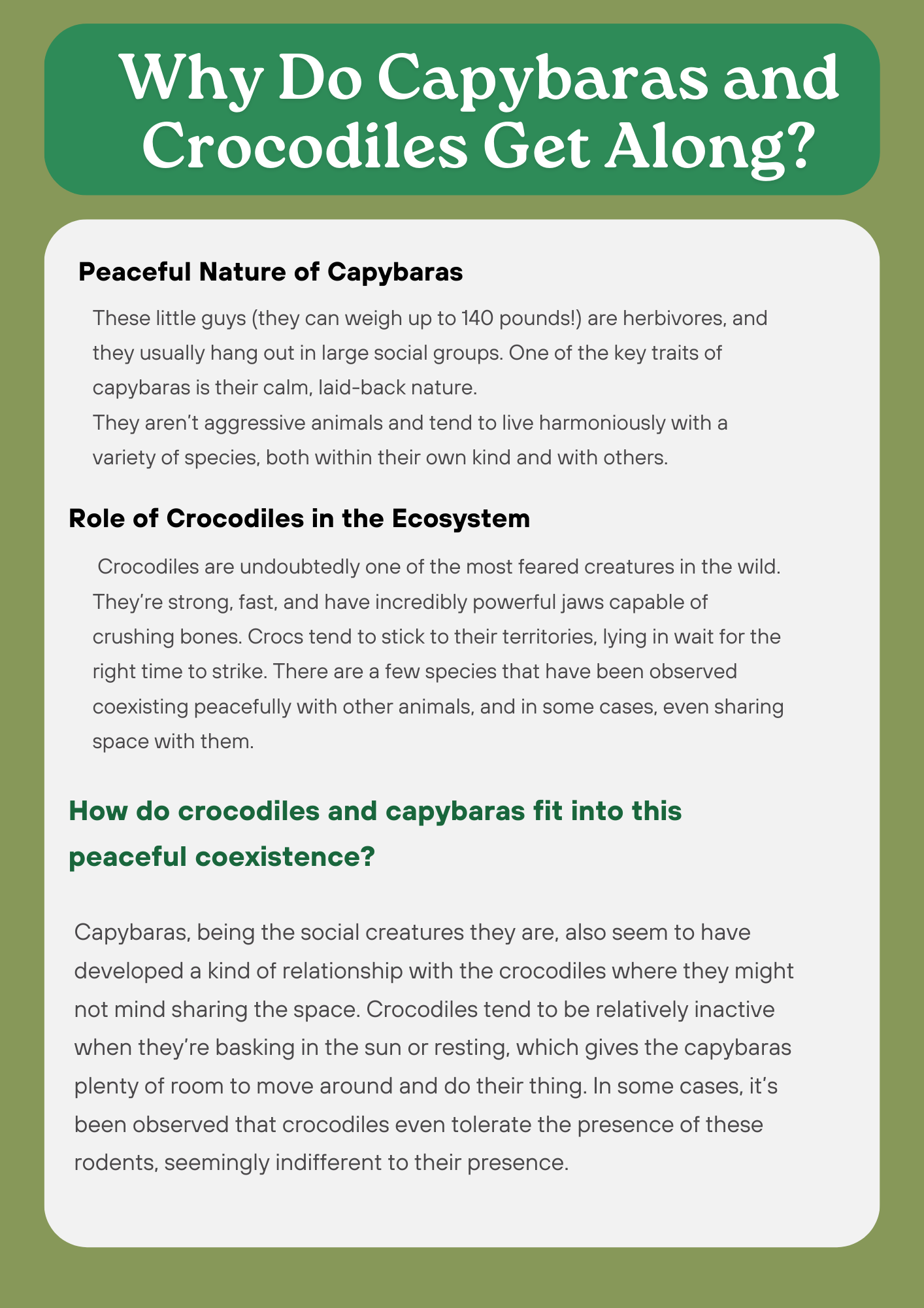 Why Do Capybaras and Crocodiles Get Along?
