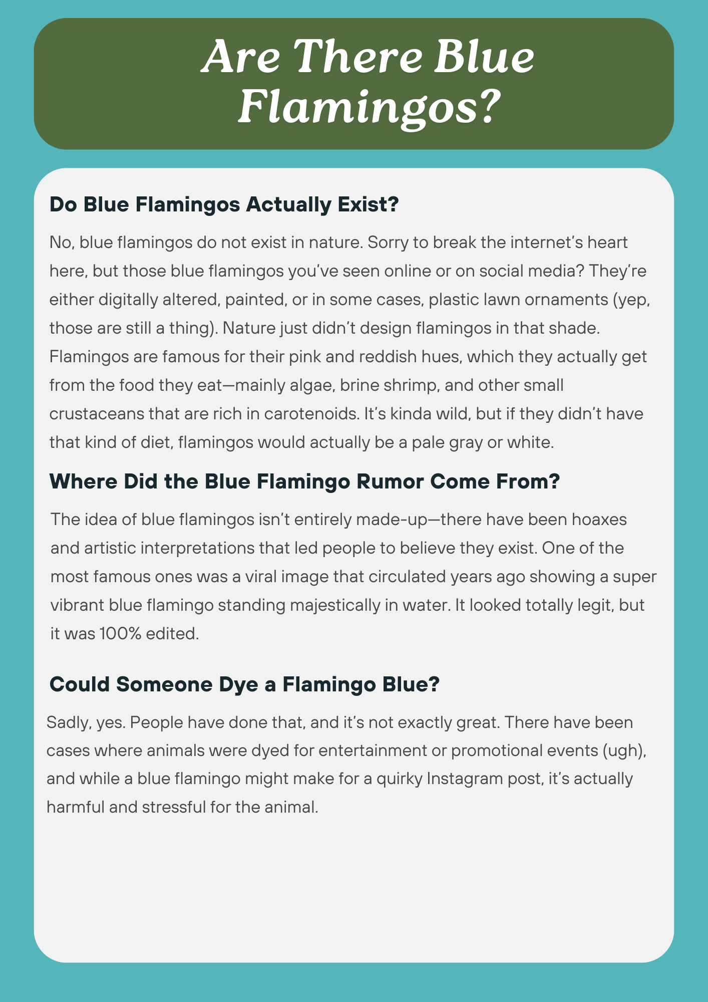 Are There Blue Flamingos? Updated 2025 - Bug Basics