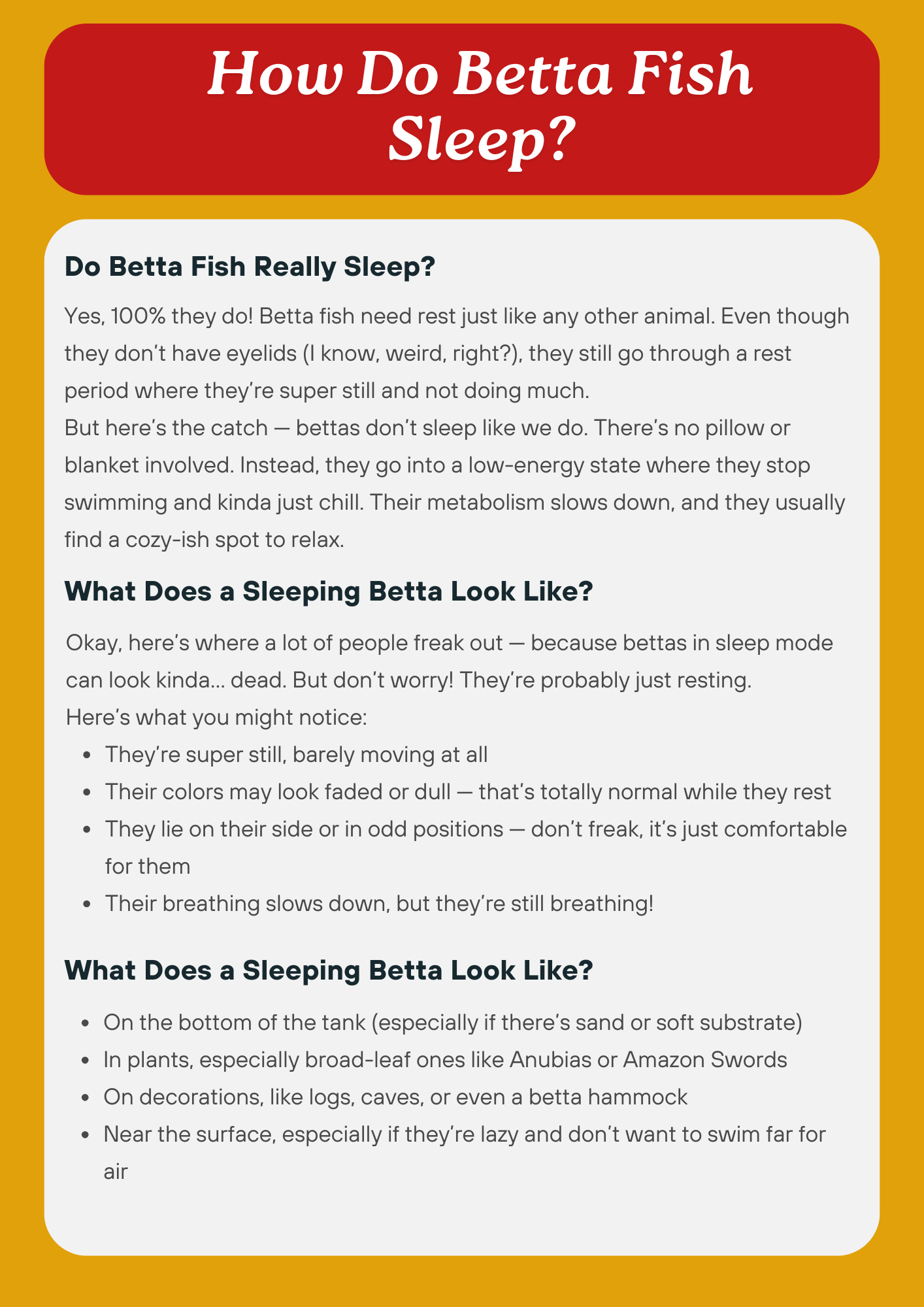 How Do Betta Fish Sleep? (Detailed 2025)